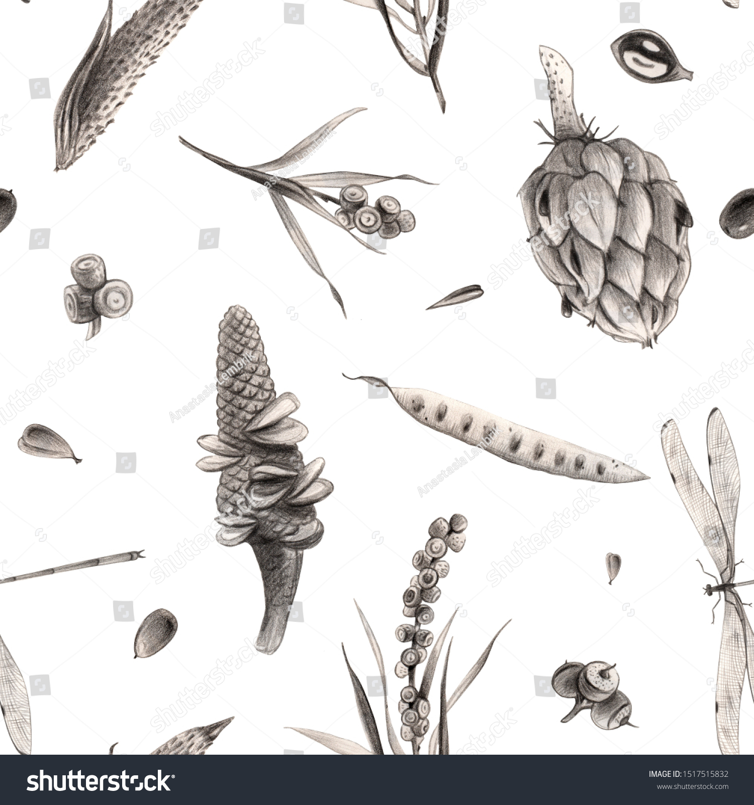 Botanical pencil drawing pattern with seeds butterfly and dragonfly ...