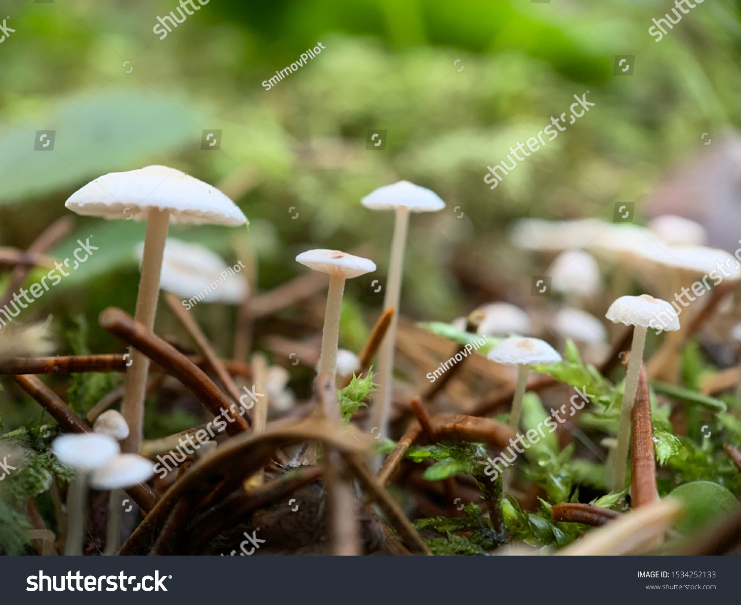 Wild baby mushrooms in the forest. Macro closeup._站酷海洛_正版图片_视频_字体_音乐素材 ...