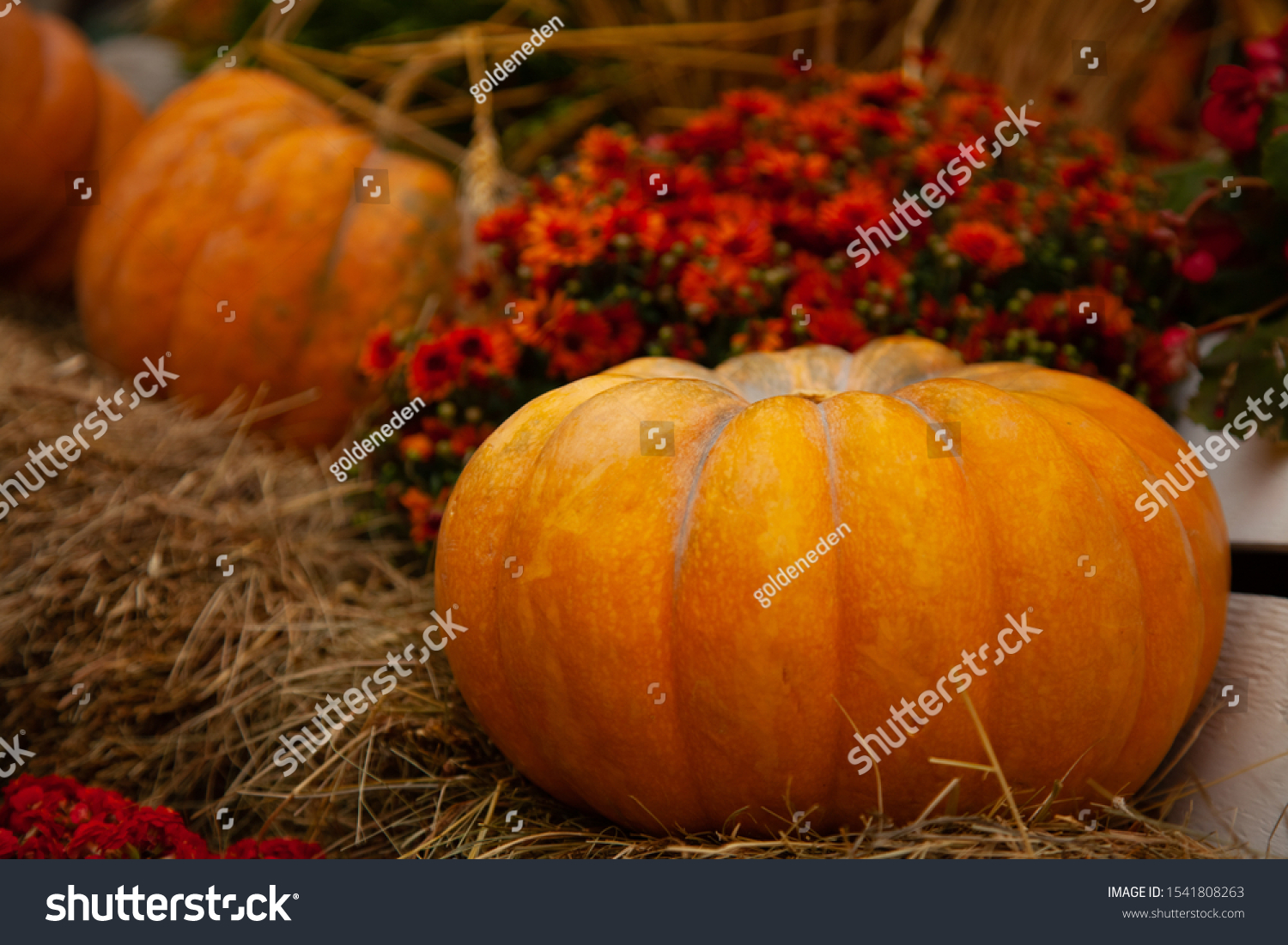 pumpkins in honor of the celebration of autumn and Halloween. festival ...