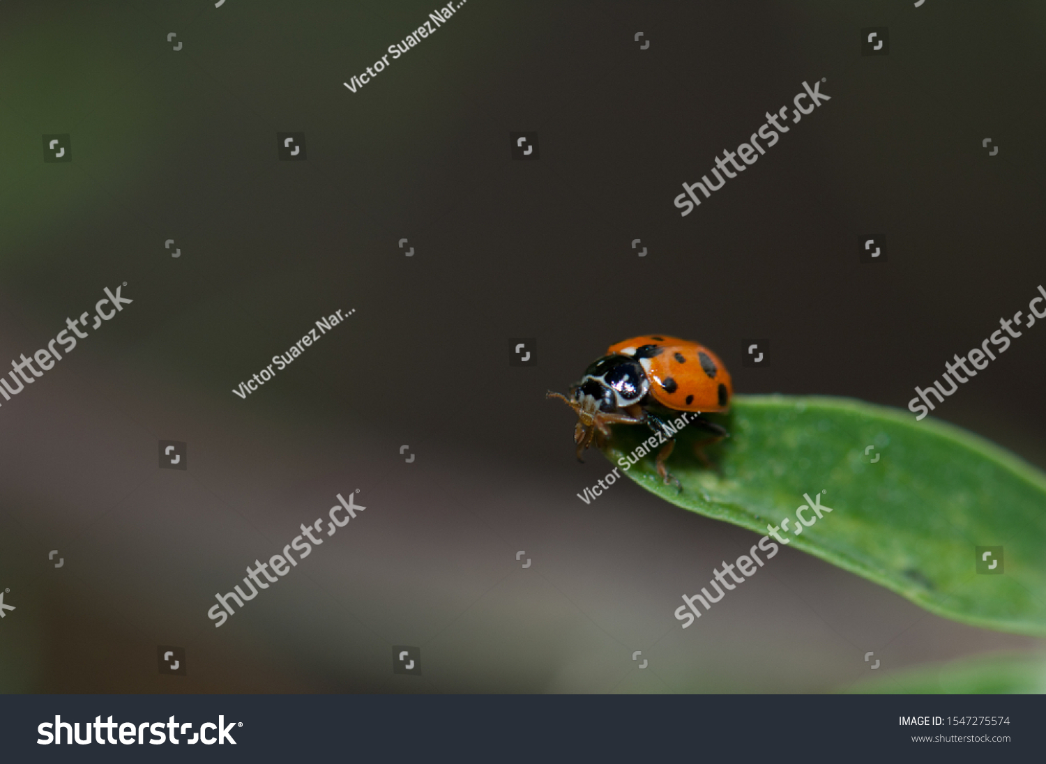 Adonis ladybird (Hippodamia variegata). Integral Natural Reserve of ...