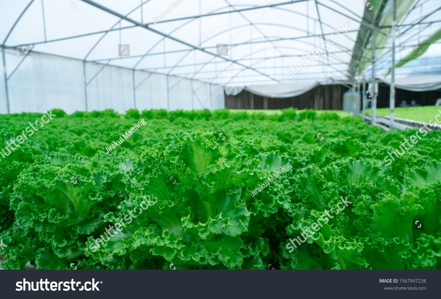 Temperature Control Indoor Large Vegetable Farm With a hydroponic system Green oak cos butter ...