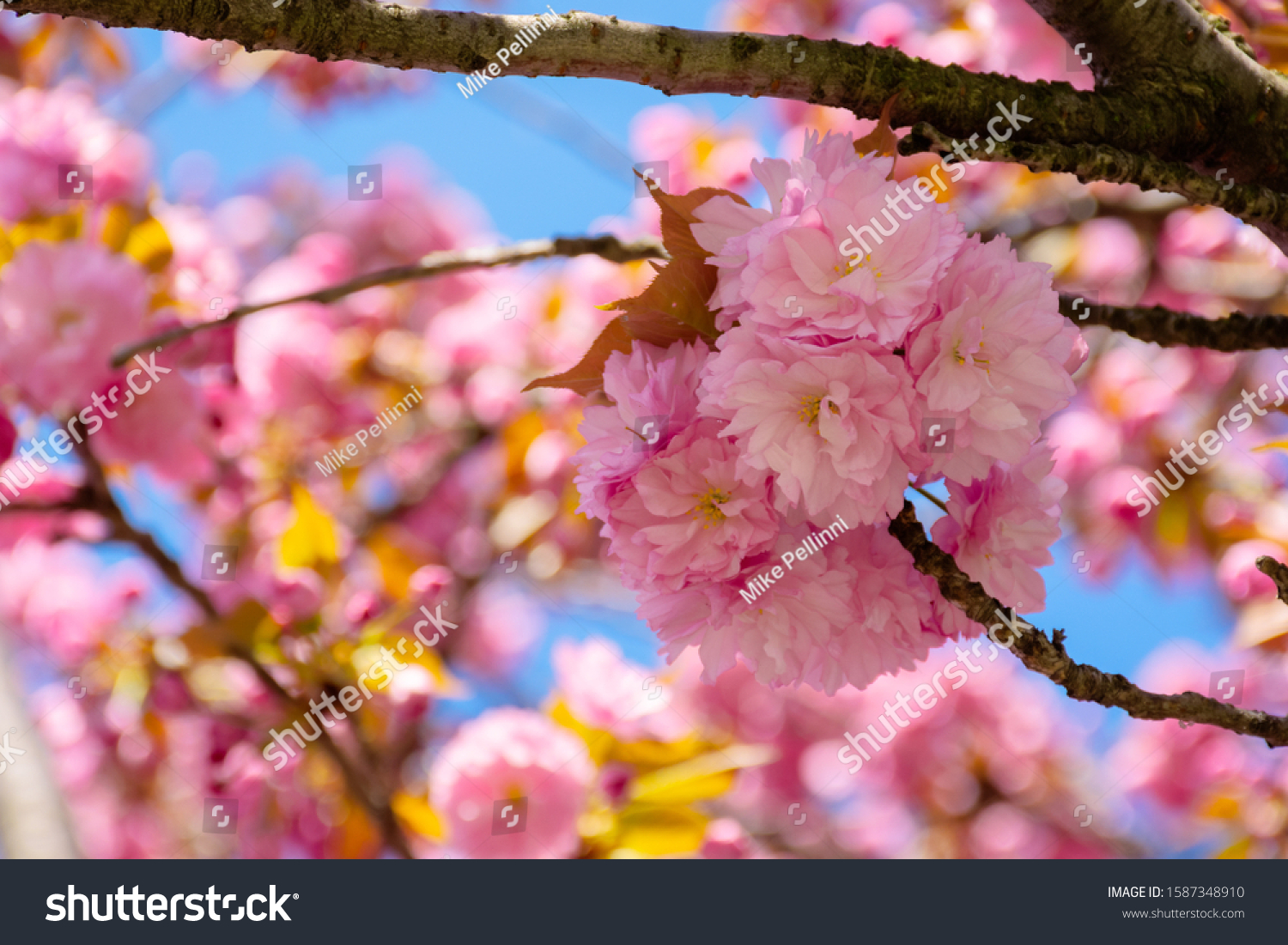 pink cherry blossom close up. spring has sprung. beautiful nature ...