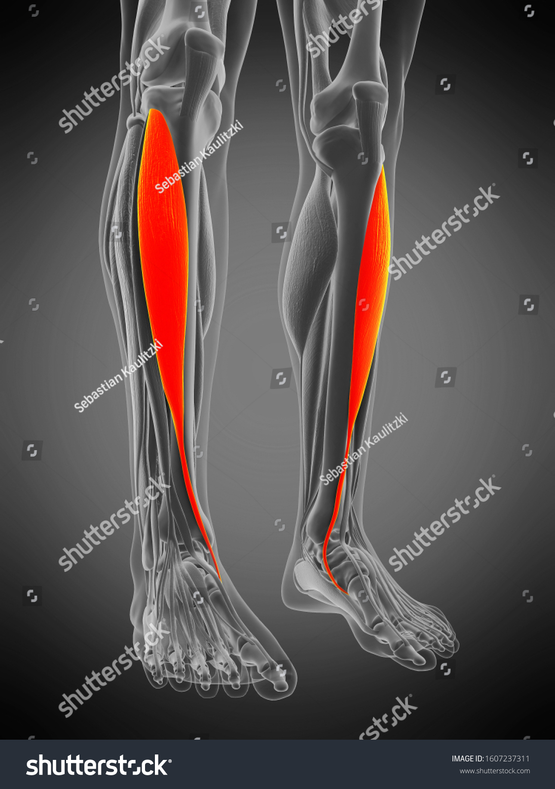 3d rendered medically accurate muscle anatomy illustration - tibialis ...