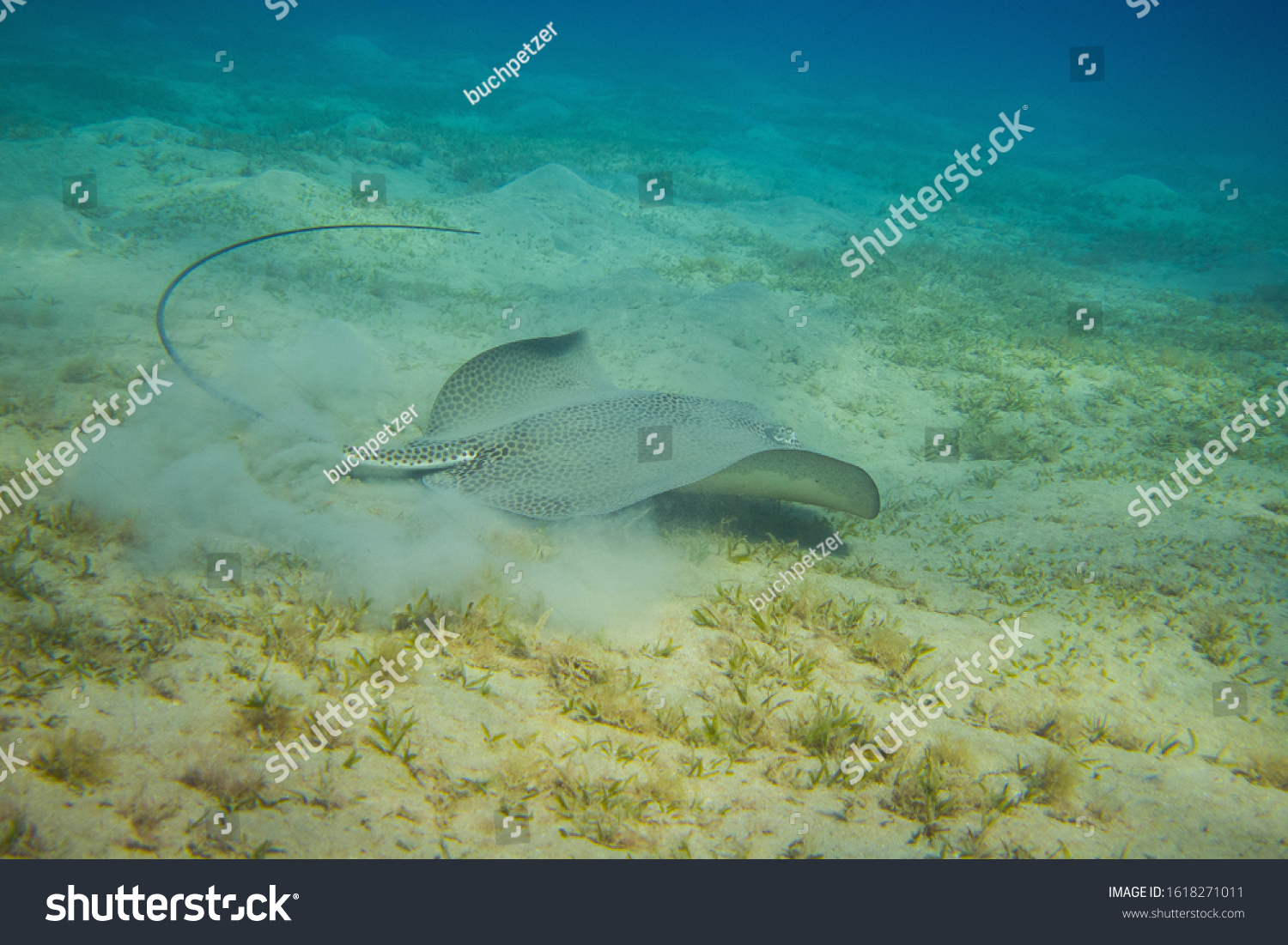 Leopard whipray (Himantura leoparda) in egypts red sea swimming through ...