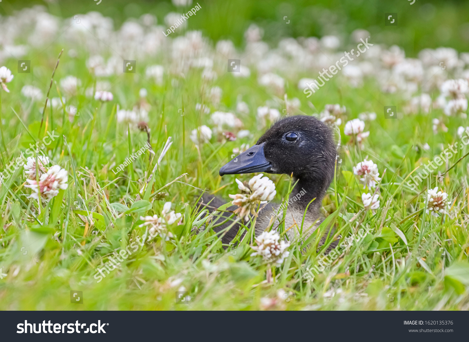 Cayuga duckling sitting in the grass full of blossom clover_站酷海洛_正版图片 ...