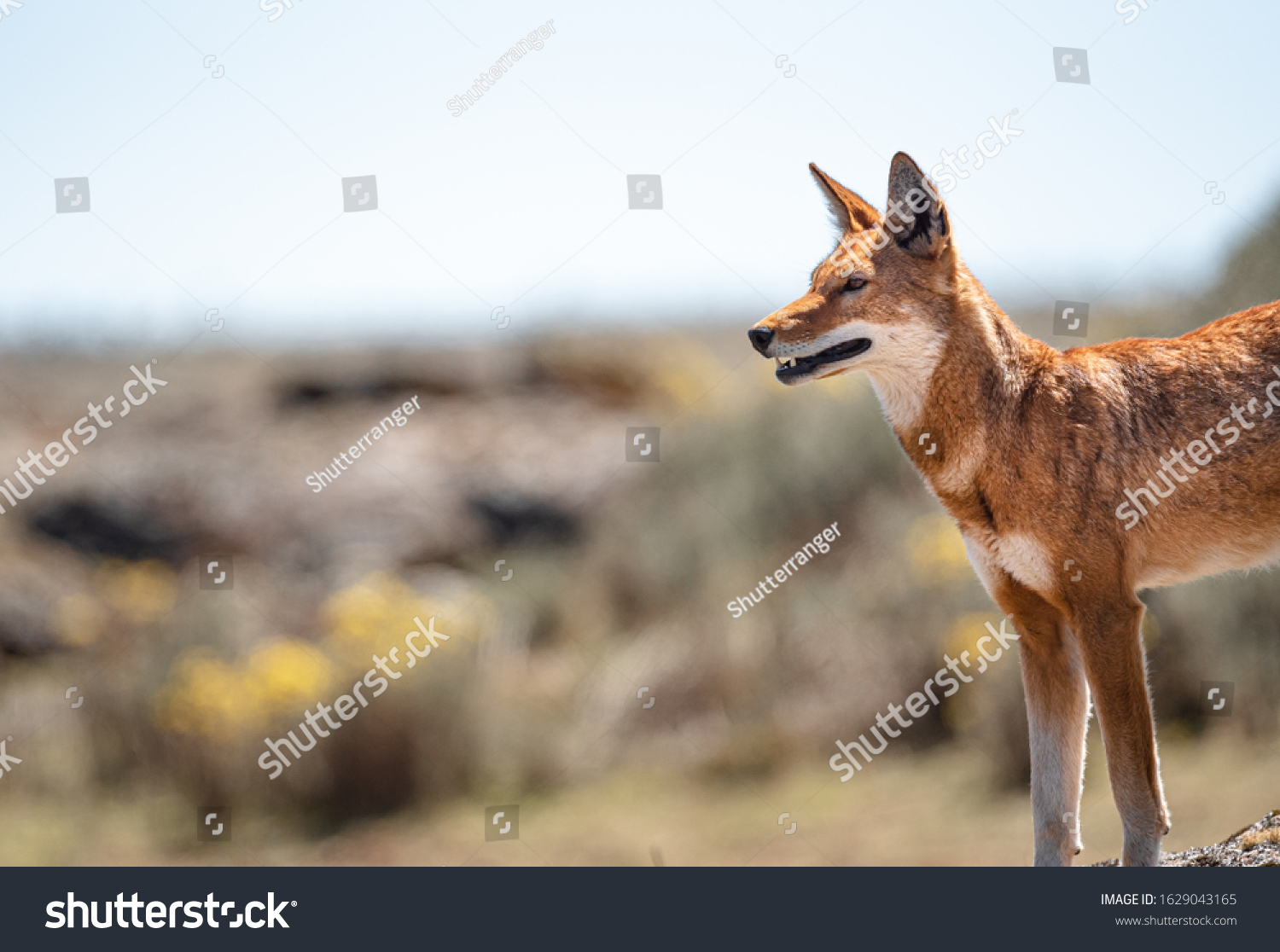 Ethiopian wolf (Canis simensis) in Sanetti plateau Bale mountains ...