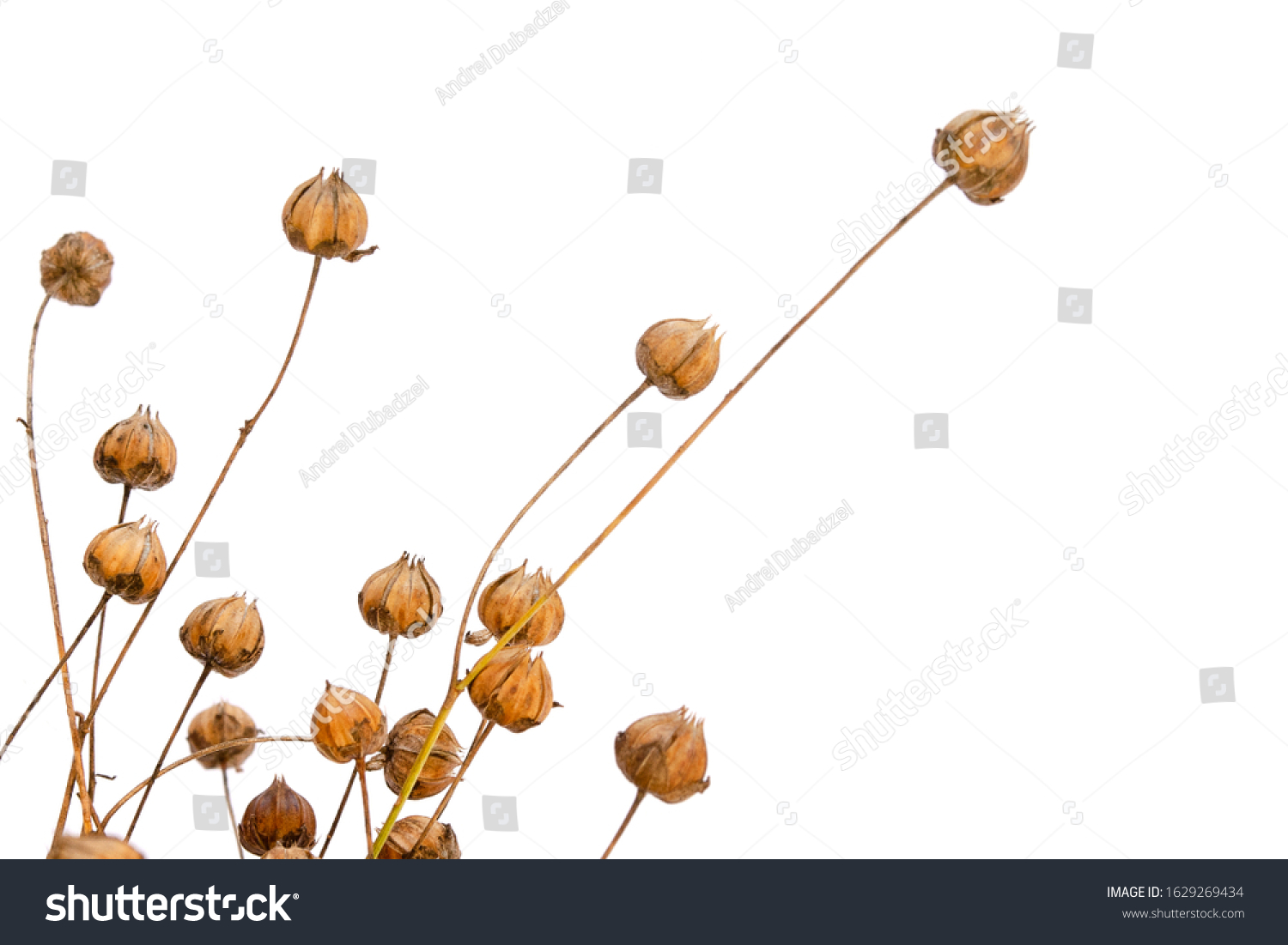 Boxes of ripe flax seeds isolated on a white background. Capsules of ...