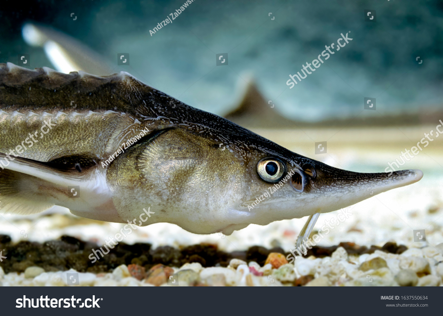 Sterlet Fish Sturgeon Acipenser ruthenus_站酷海洛_正版图片_视频_字体_音乐素材交易平台_站酷旗下品牌