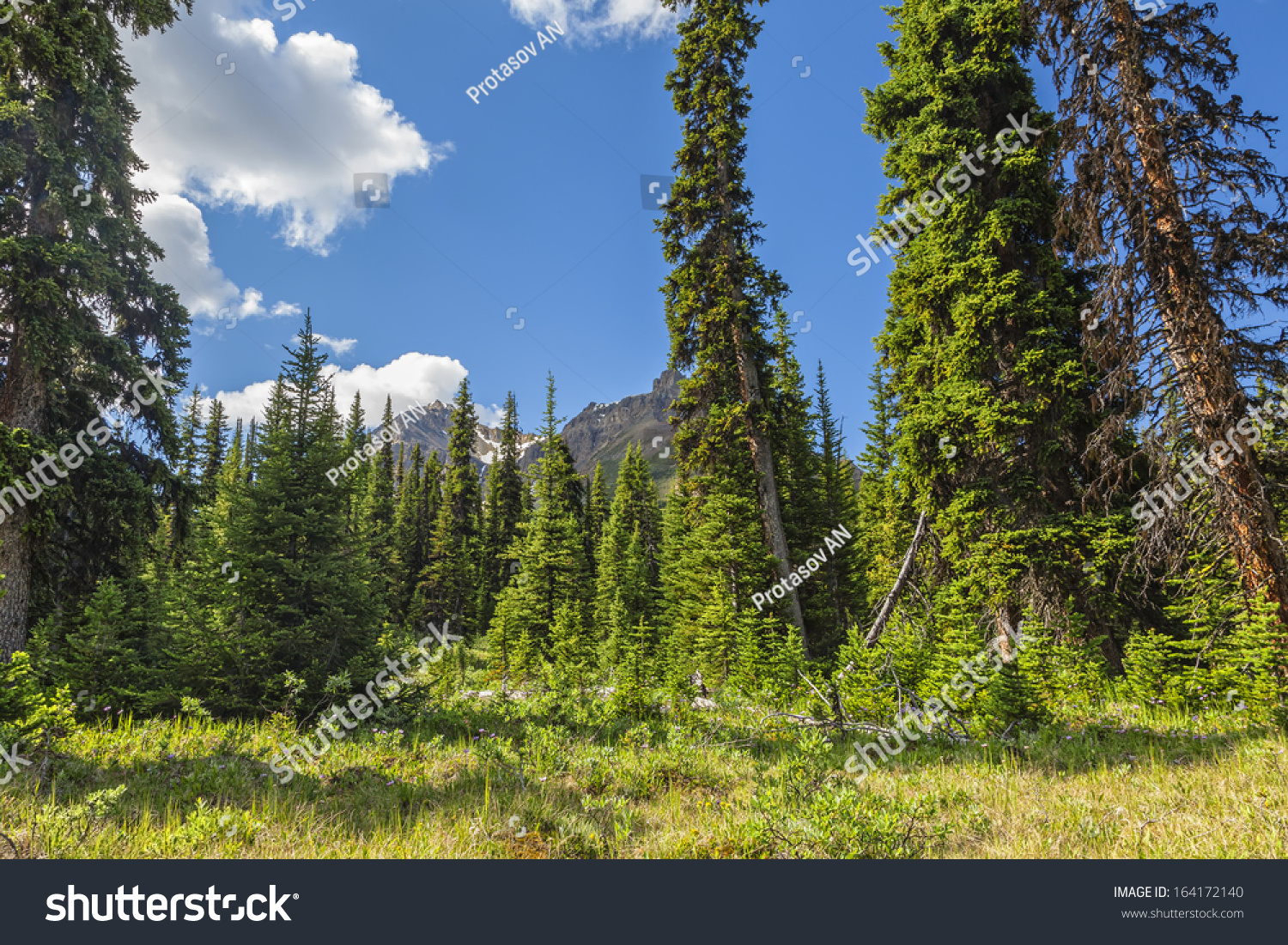 Rocky mountains green forest landscape. Banff National Park (Alberta ...
