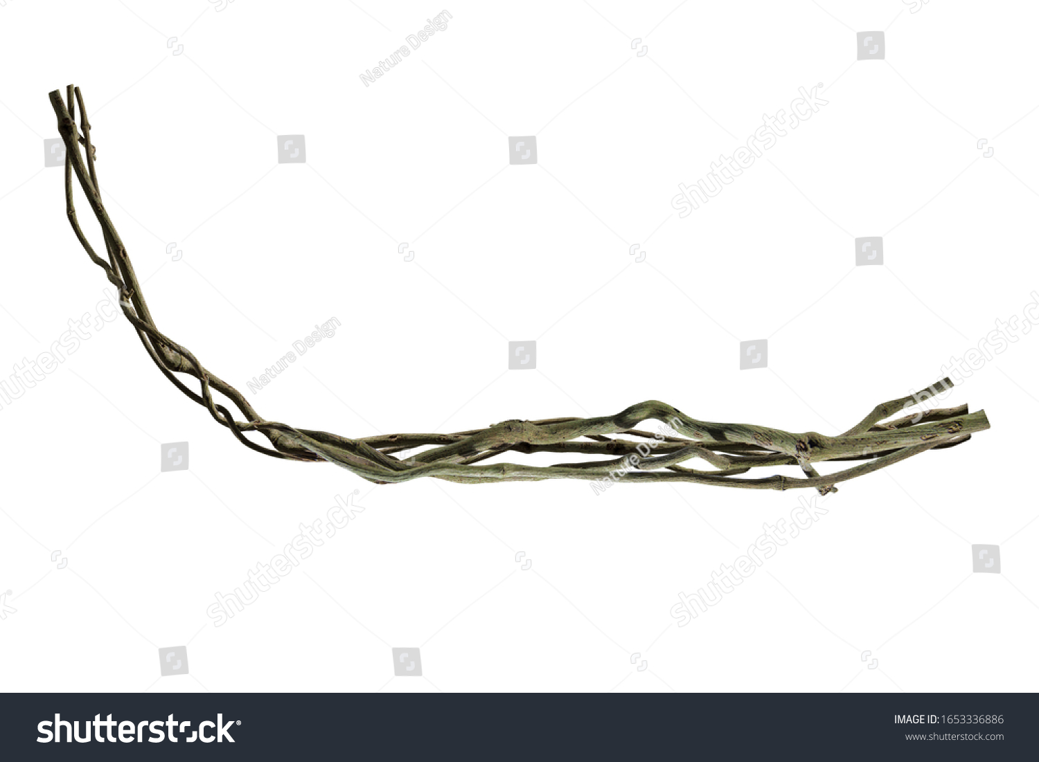 Spiral twisted jungle tree branch vine liana plant root of the tree ...