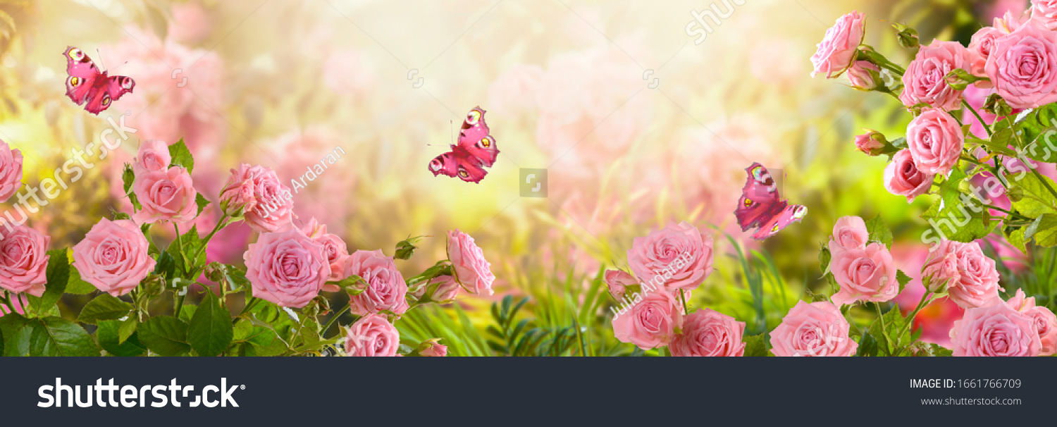 Fabulous blooming pink rose flower summer garden and flying fantasy ...