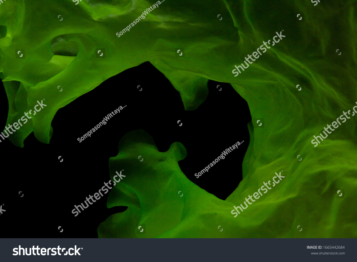 Ulva rigida sea lettuce marine alga seaweed and green algae isolated on ...