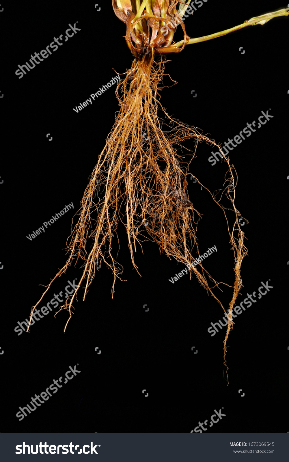 Smooth Finger Grass (Digitaria ischaemum). Roots Closeup_站酷海洛_正版图片_视频 ...