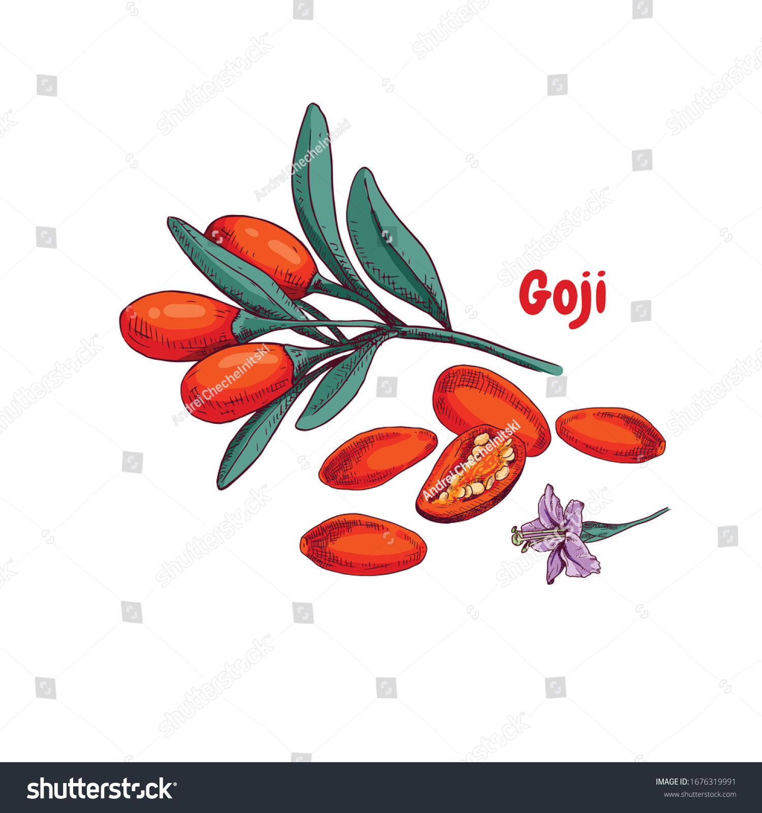 Hand drawn bright goji berries on a branch. Vector illustration in ...