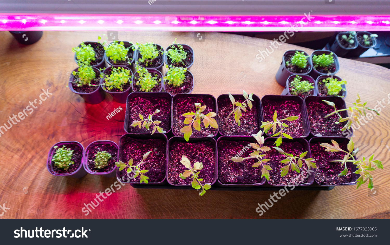 Seedlings of tomatoes in pots under ultraviolet light phytolamps ...