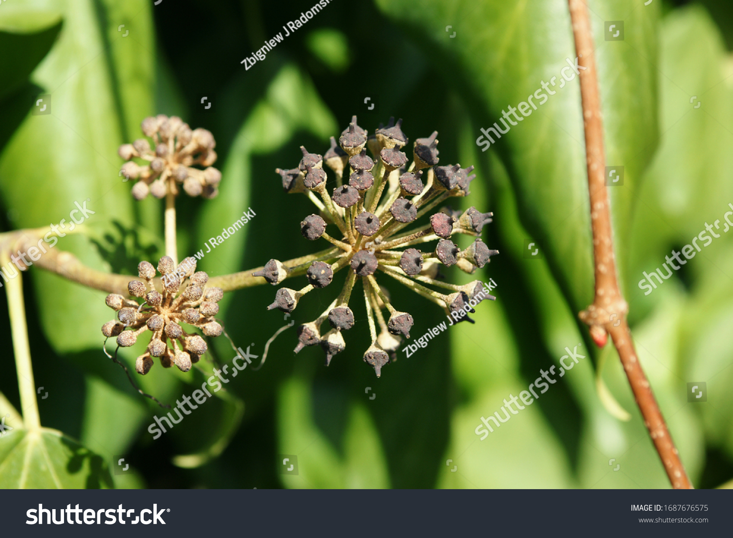 european ivy in sun hedera helix_站酷海洛_正版图片_视频_字体_音乐素材交易平台_站酷旗下品牌