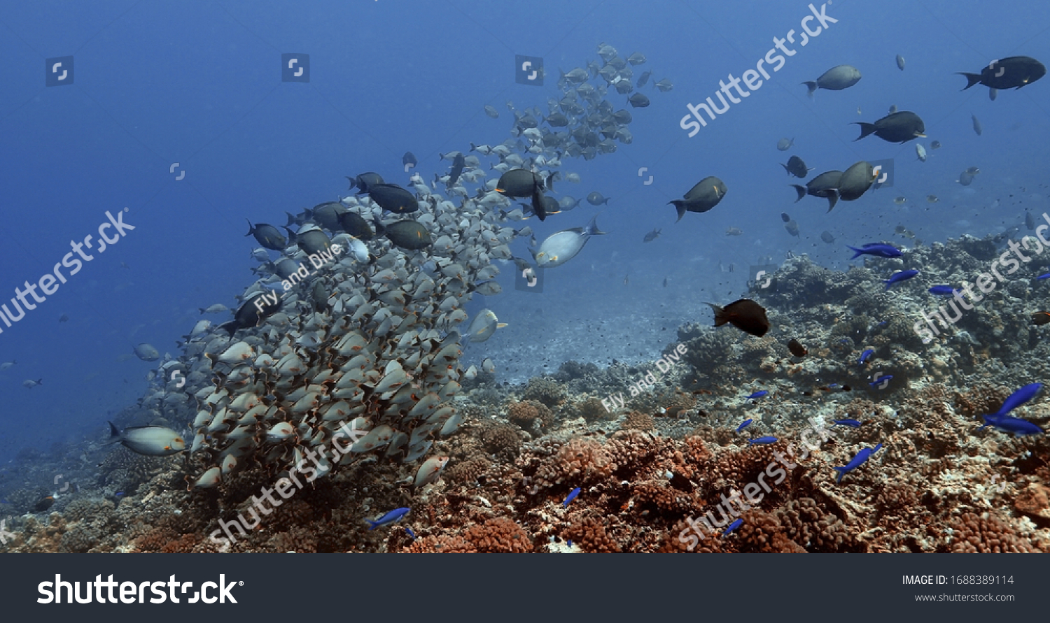 Paddletail Snapper fish in the Pacific Ocean. Underwater life with ...