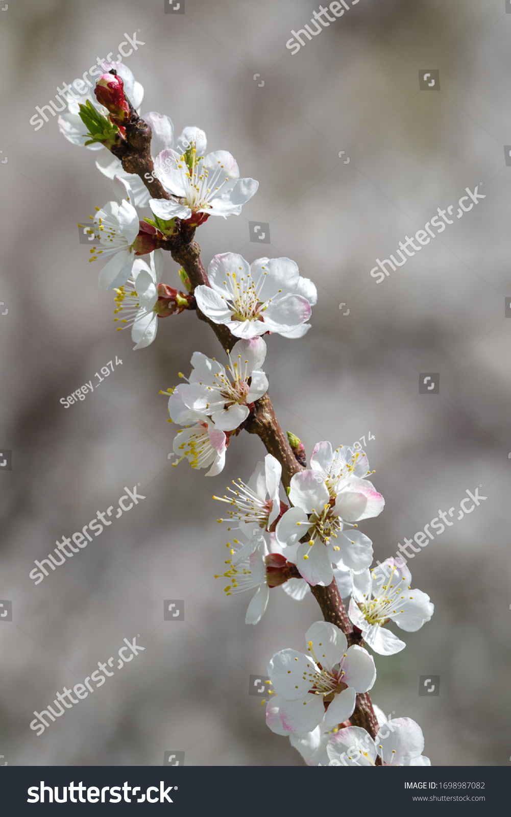 Cherry flower on a background of a blooming garden. Macro photo of a ...