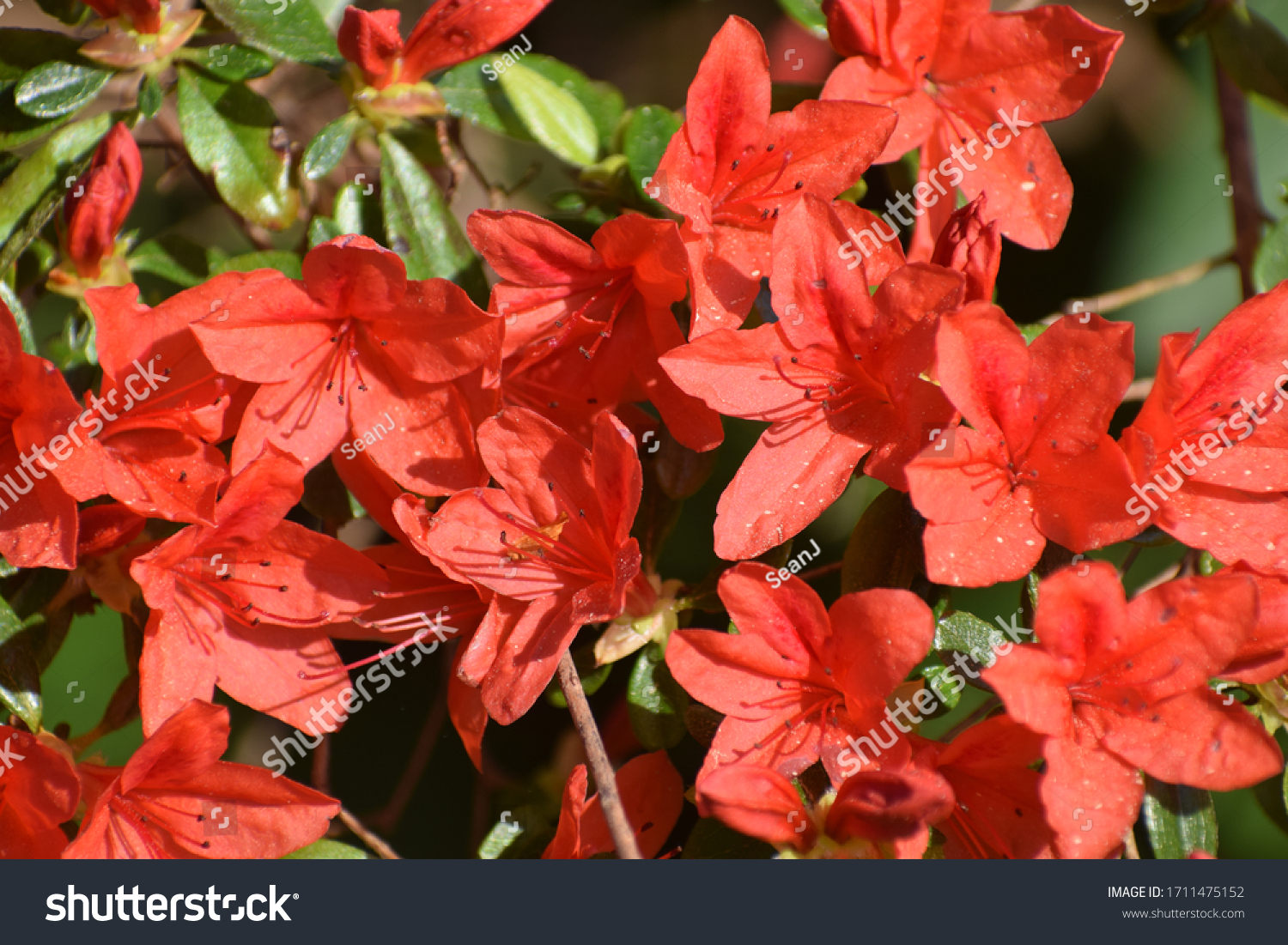 Grouping of Bright Red Azaleas_站酷海洛_正版图片_视频_字体_音乐素材交易平台_站酷旗下品牌