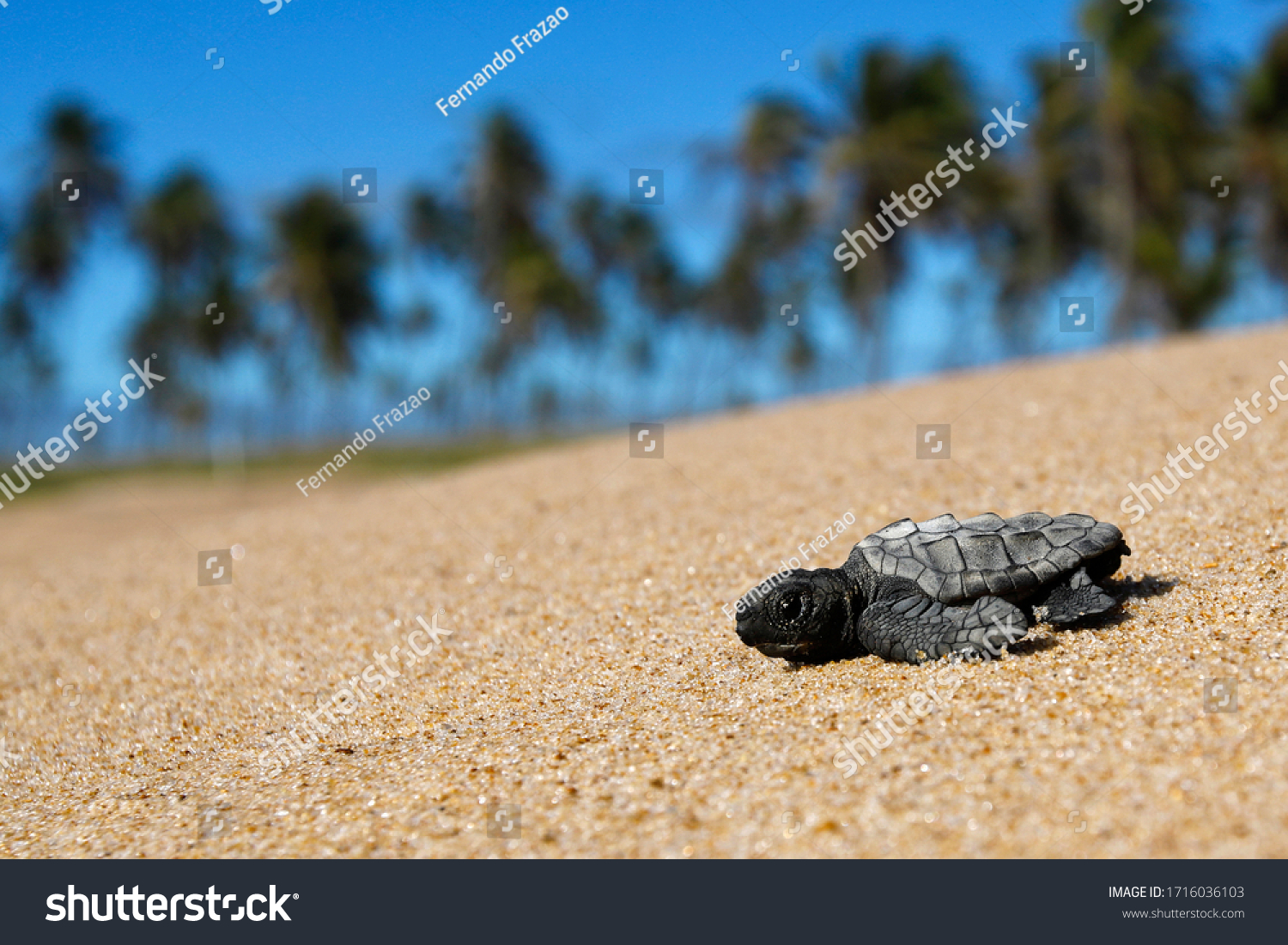 cute newborn baby sea turtle loggerhead (caretta caretta) specie on the ...