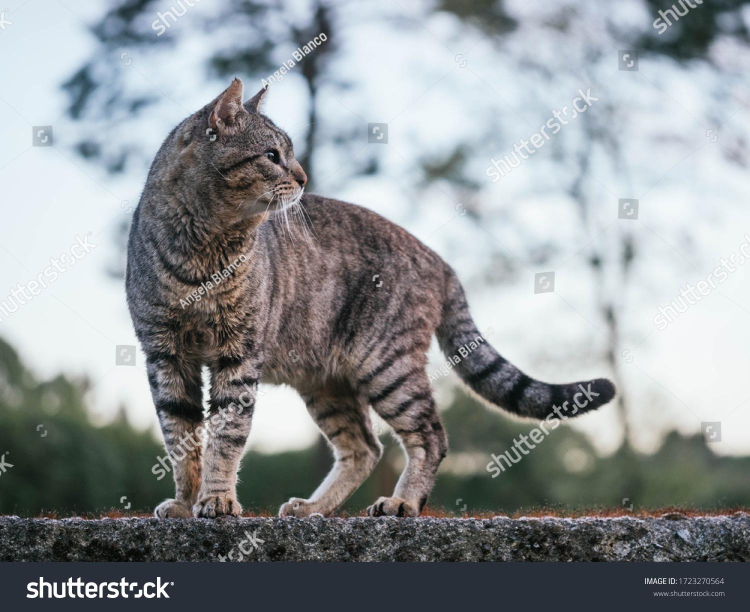 A green eyed cat on a wall_站酷海洛_正版图片_视频_字体_音乐素材交易平台_站酷旗下品牌