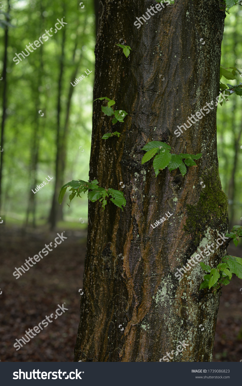 Close up picture of the tree trunk. Spring in the forest._站酷海洛_正版图片_视频 ...