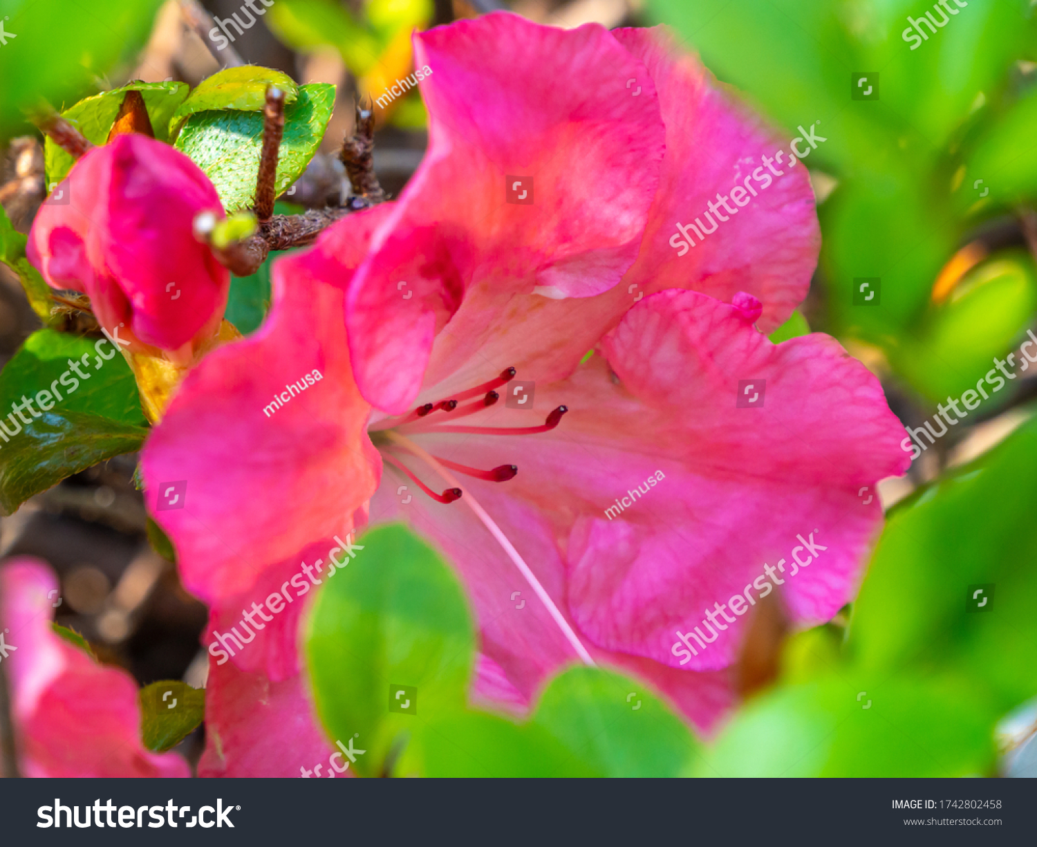 close-up of deep pink azalea flower in late spring_站酷海洛_正版图片_视频_字体_音乐素材 ...
