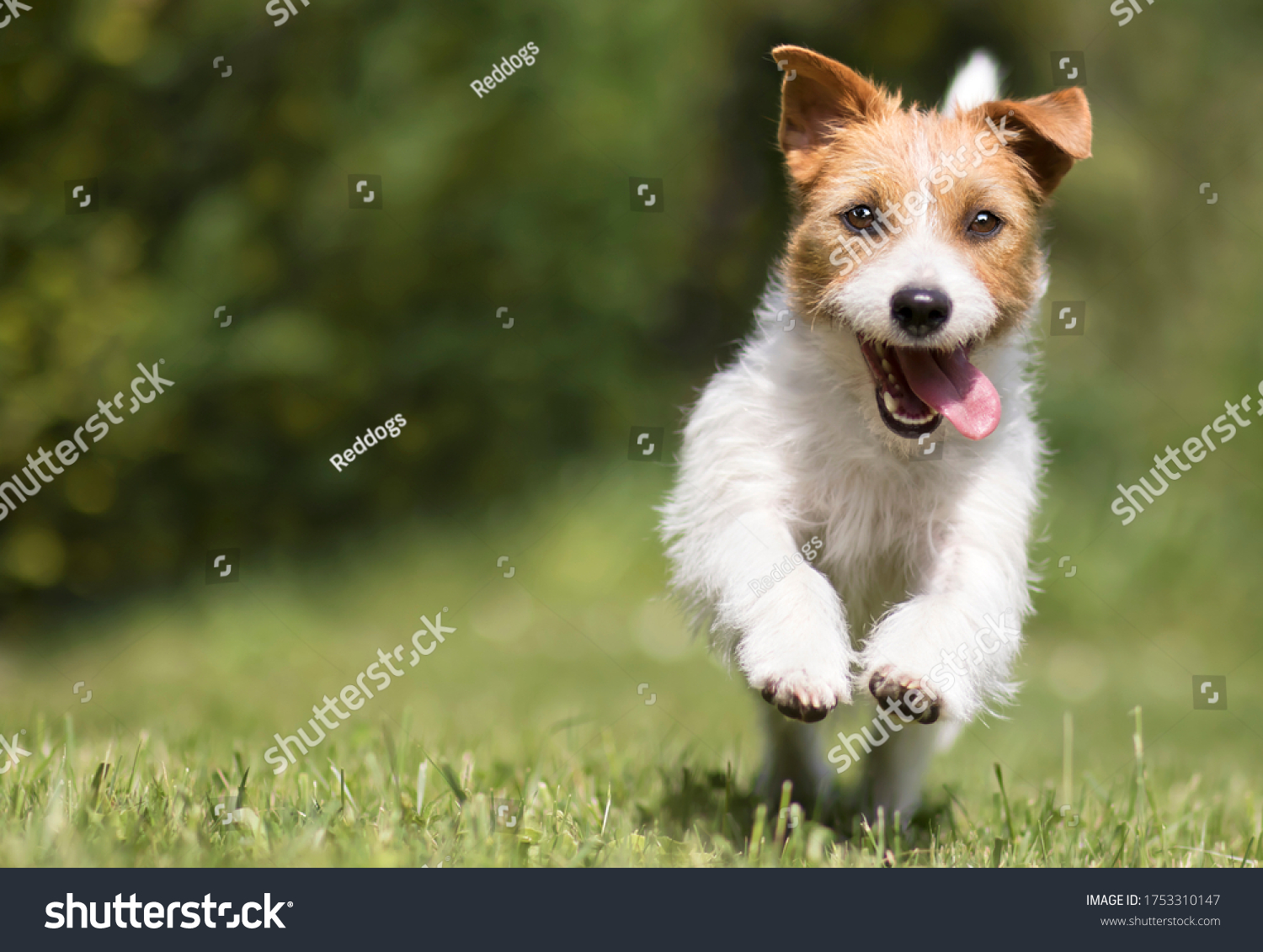 Funny playful happy crazy jack russell terrier smiling cute pet dog puppy running and jumping in ...