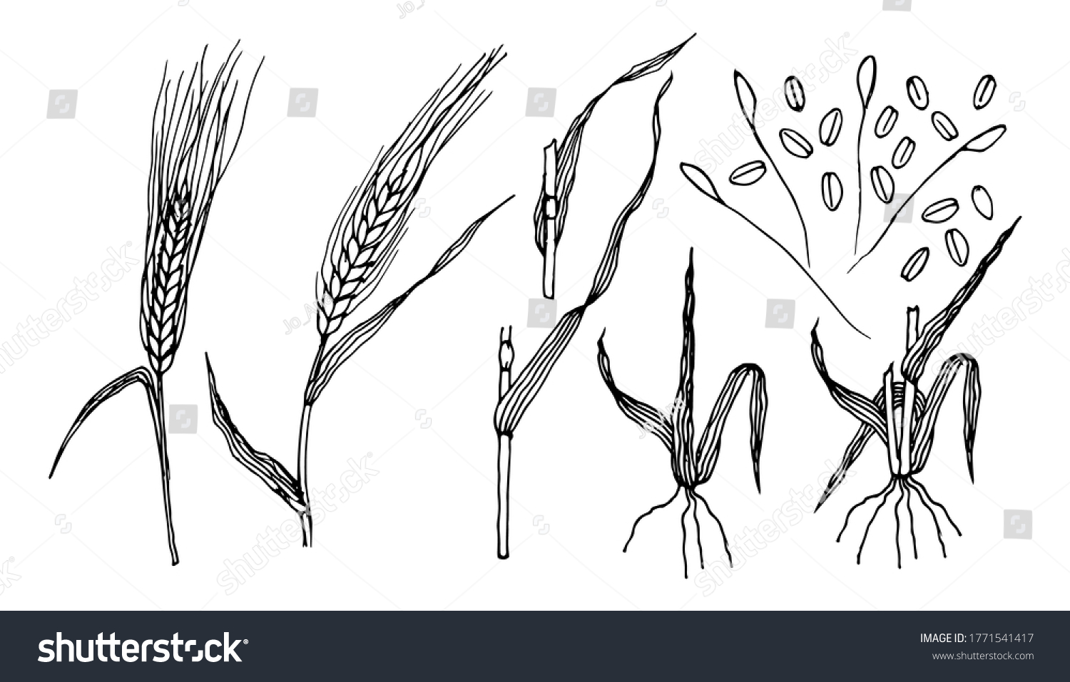 Set of barley grain leaf seeds plant roots on white background. Hand ...