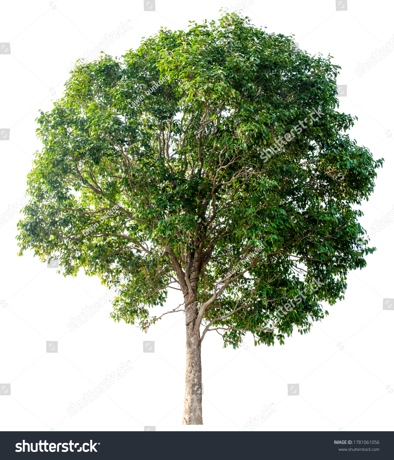 The tree that is completely separated from the background with the ...