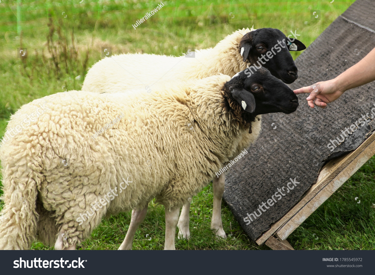 sheep sniffing a human hand in the petting zoo _站酷海洛_正版图片_视频_字体_音乐素材交易 ...