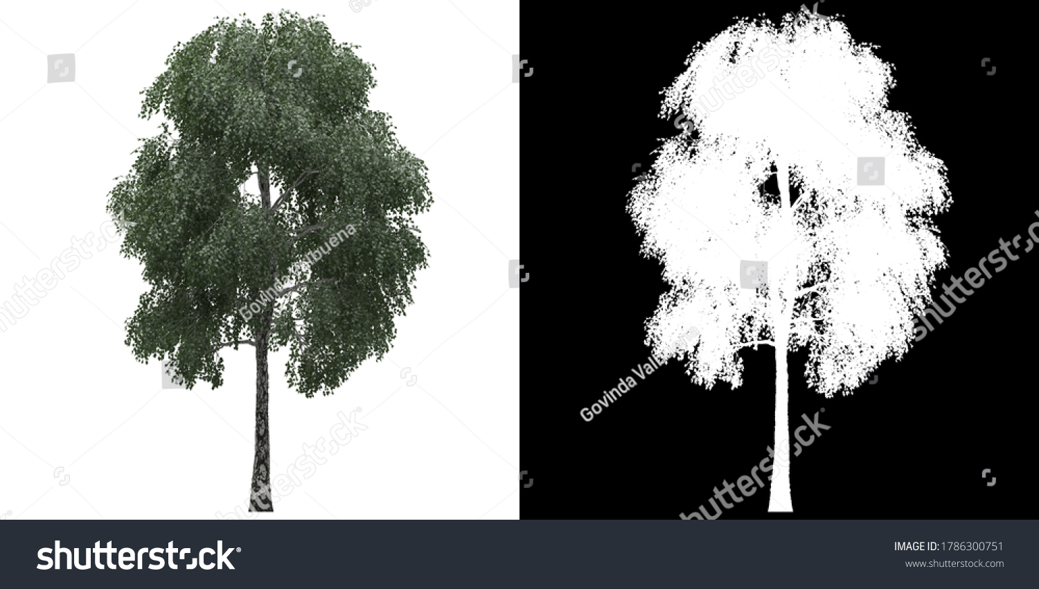 Left view of tree (Generic) png with alpha channel to cutout 3D ...