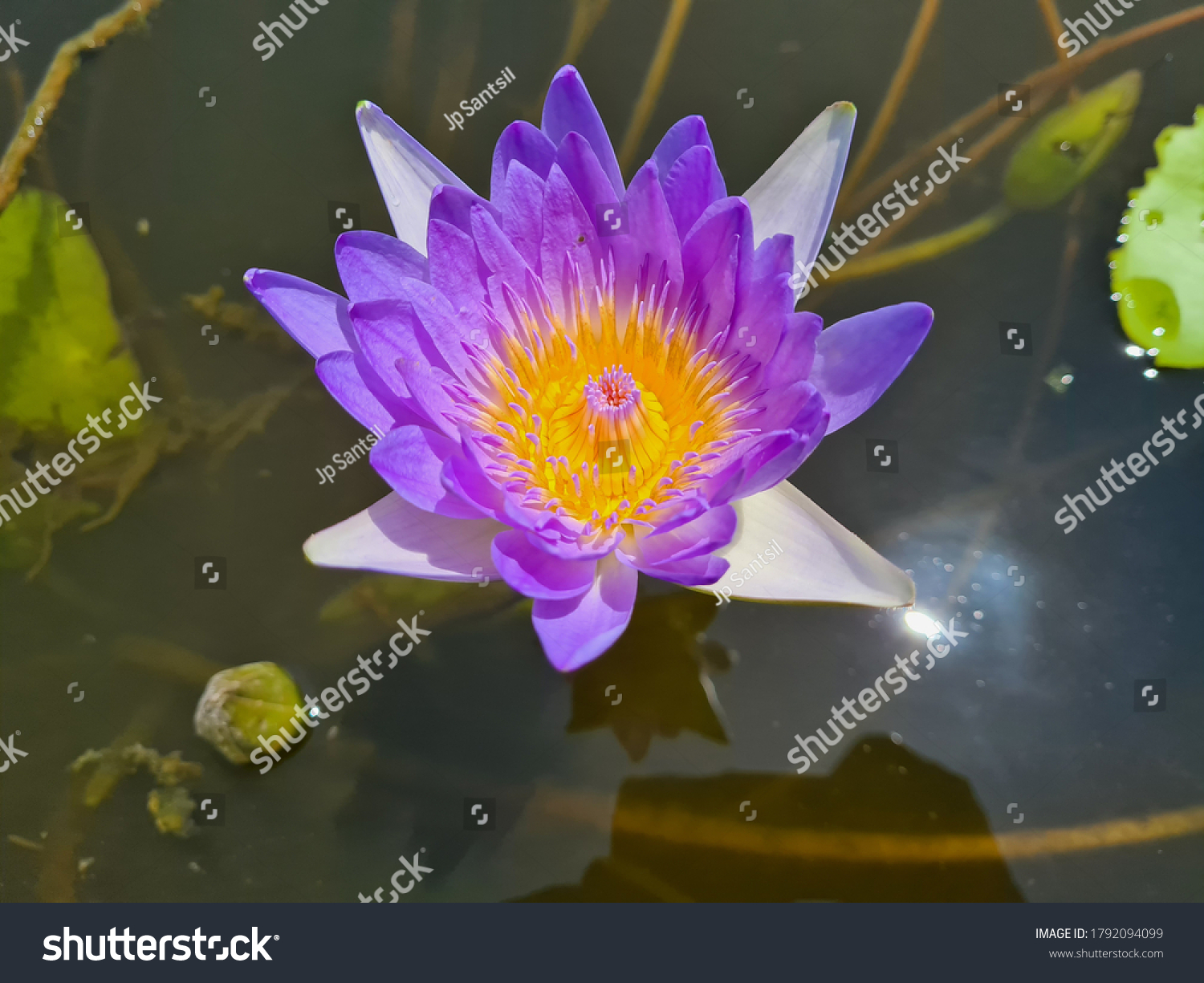 Wonderful nymph water flowers of various colors._站酷海洛_正版图片_视频_字体_音乐素材交易 ...