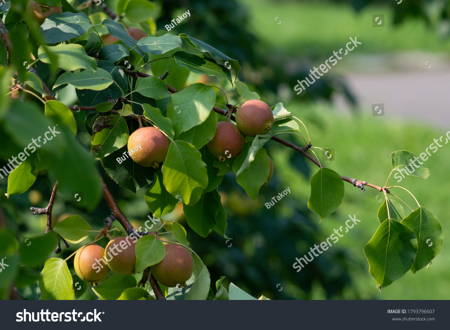 small pink apples on a branch_站酷海洛_正版图片_视频_字体_音乐素材交易平台_站酷旗下品牌