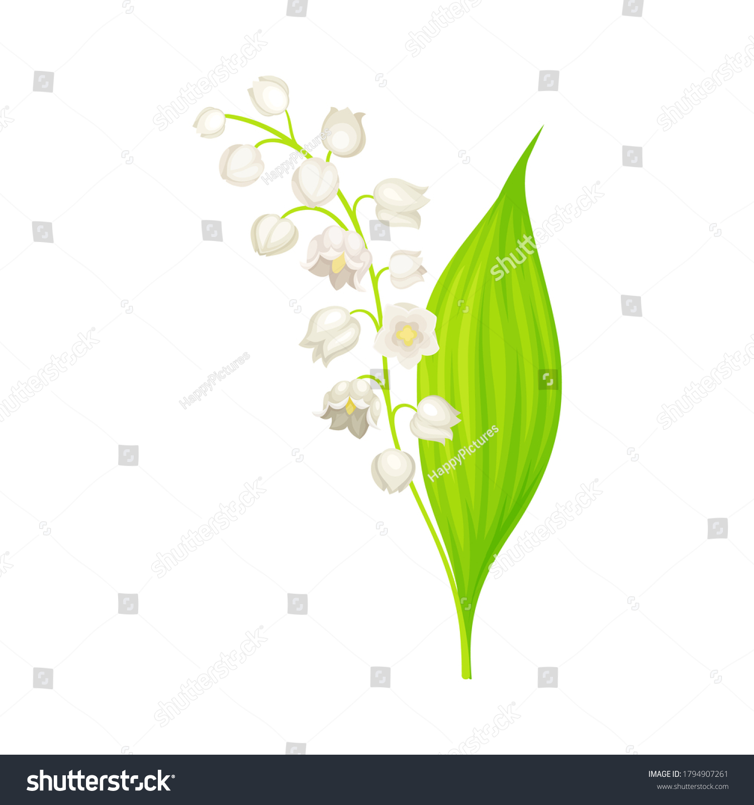 Lily of the Valley or May Bells with Oblong Green Leaf and Pendent Bell ...