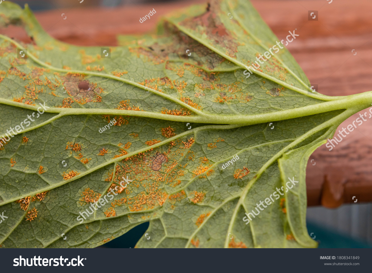 Plant fungal disease in detail. Black currant leave with rust fruiting ...