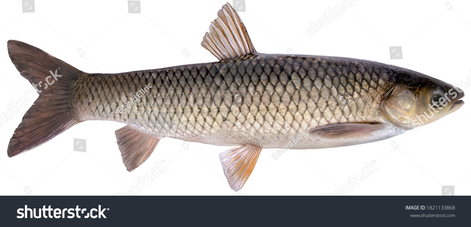 Freshwater fish isolated on white background closeup. The grass carp is ...