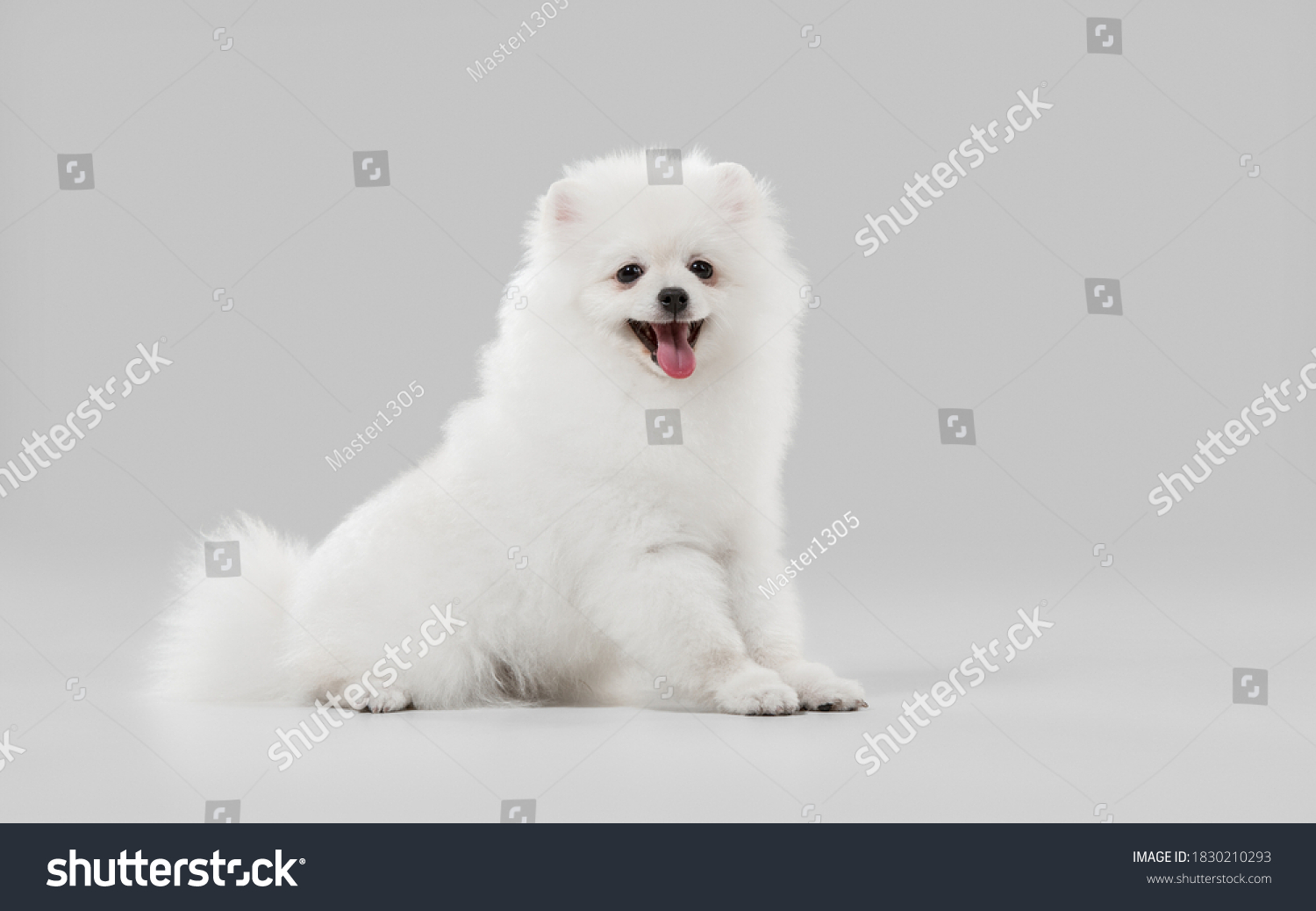 Beautiful companion. Spitz little dog is posing. Cute playful white ...