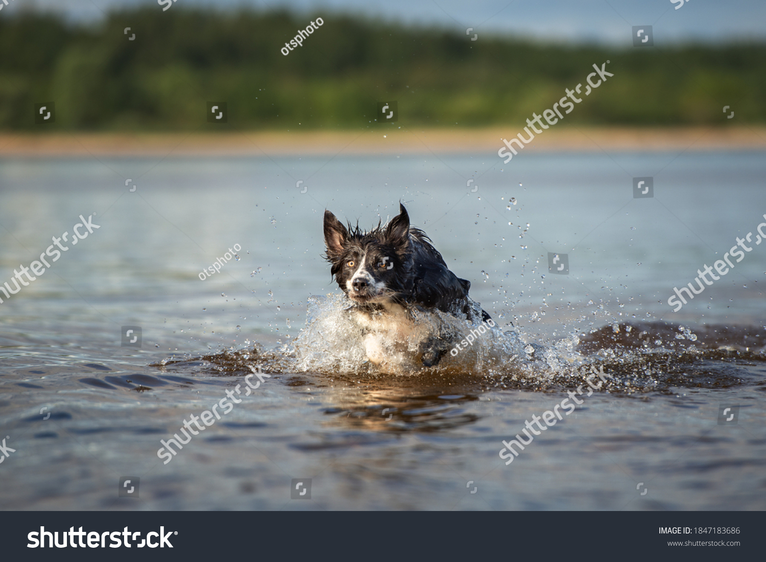 border collie dog jumping in the river wet happy dog playing in summer ...
