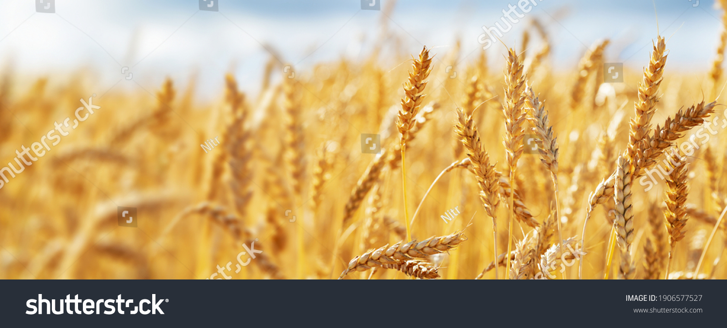 Close up of wheat ears field of wheat in a summer day. Harvesting ...