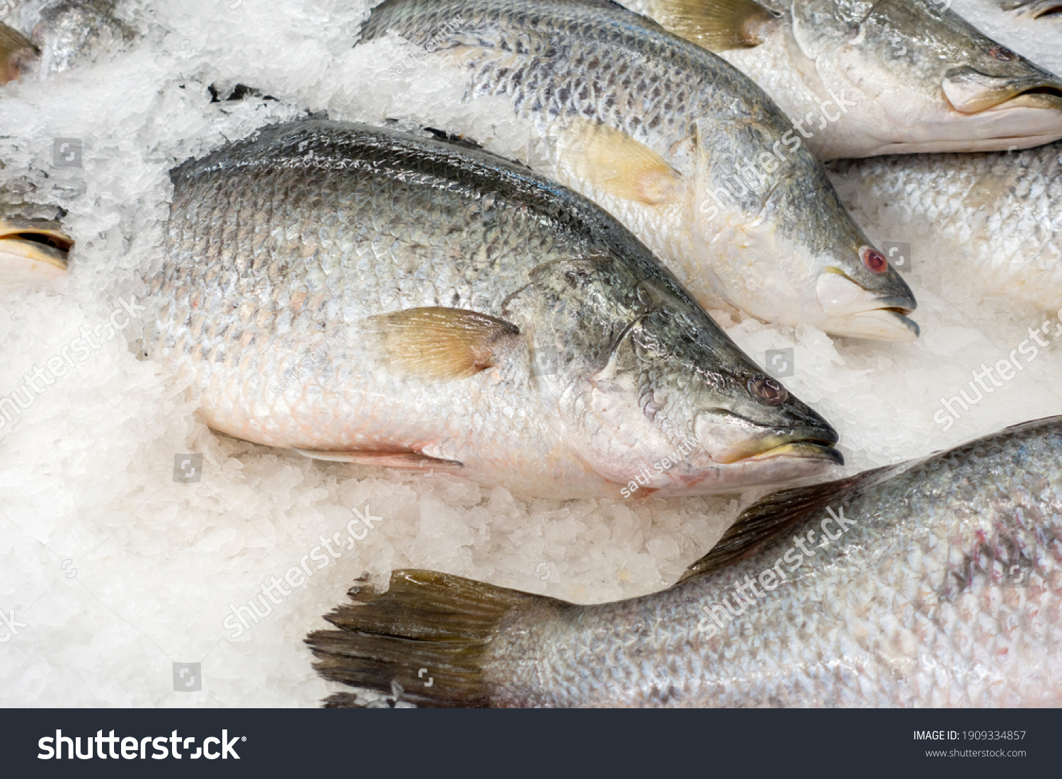 Frozen sea bass in a fish market._站酷海洛_正版图片_视频_字体_音乐素材交易平台_站酷旗下品牌