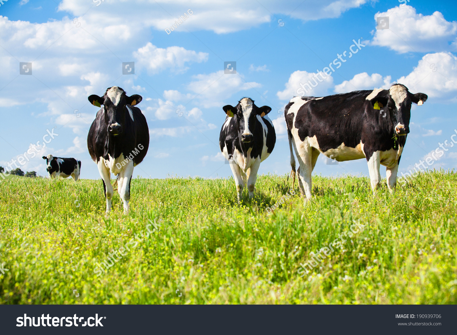 Dairy cows in a green meadow at spring. Blue sky with clouds._站酷海洛_正版图片 ...