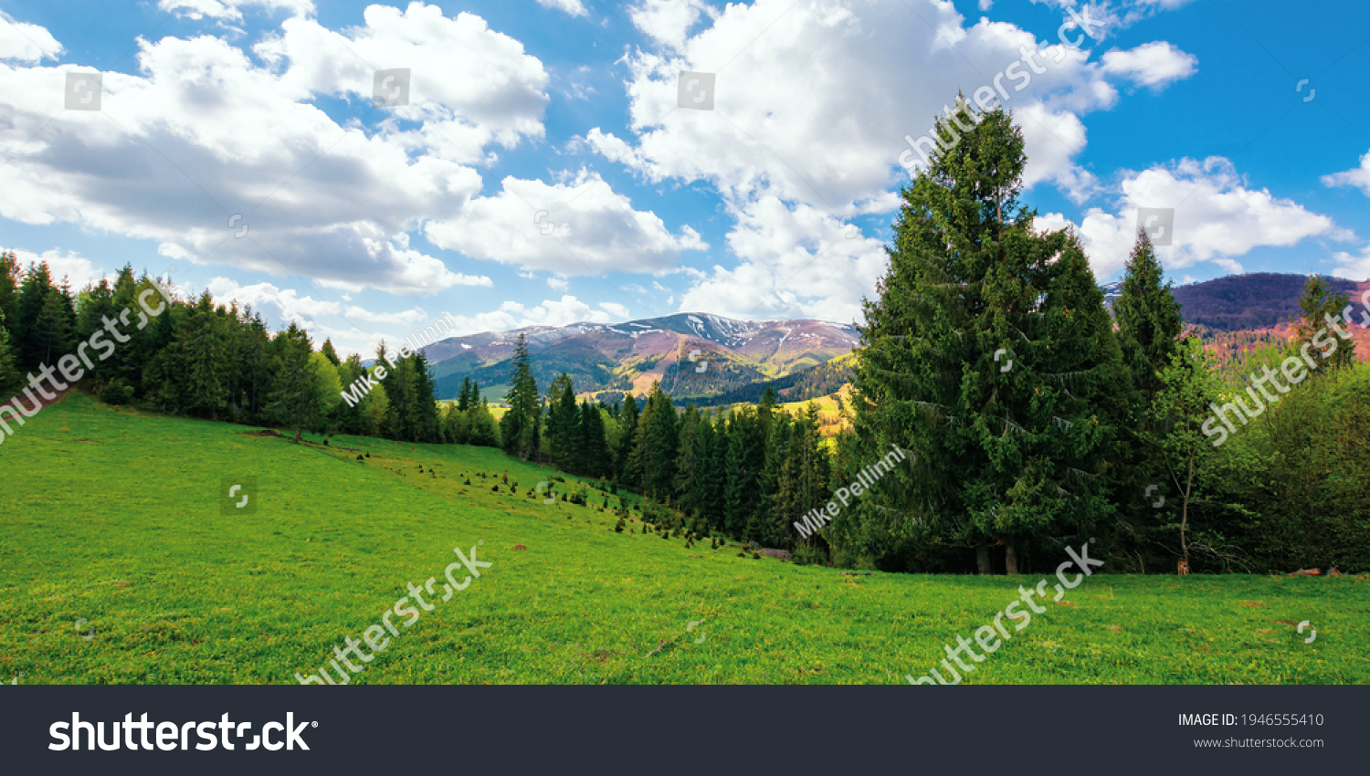 forest on the grassy hill. beautiful nature landscape in spring. snow ...