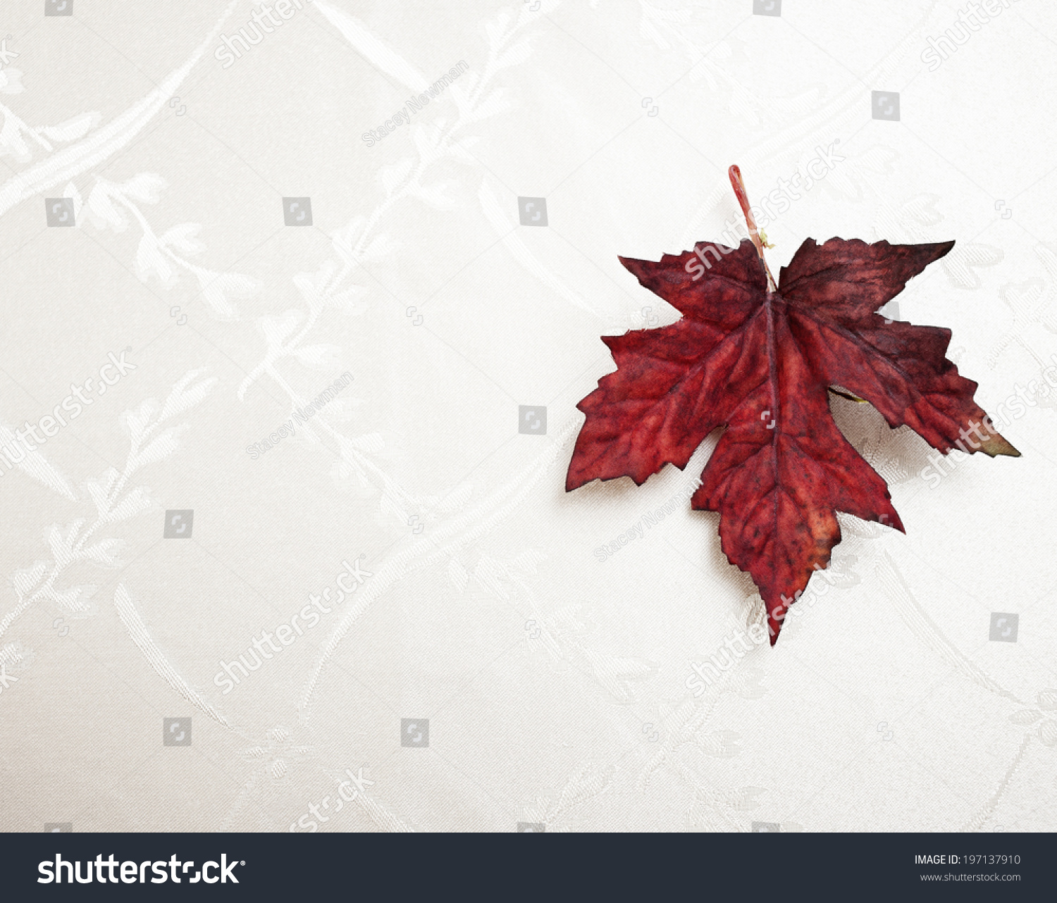 One red maple leaf with five points and a stem._站酷海洛_正版图片_视频_字体_音乐素材交易 ...