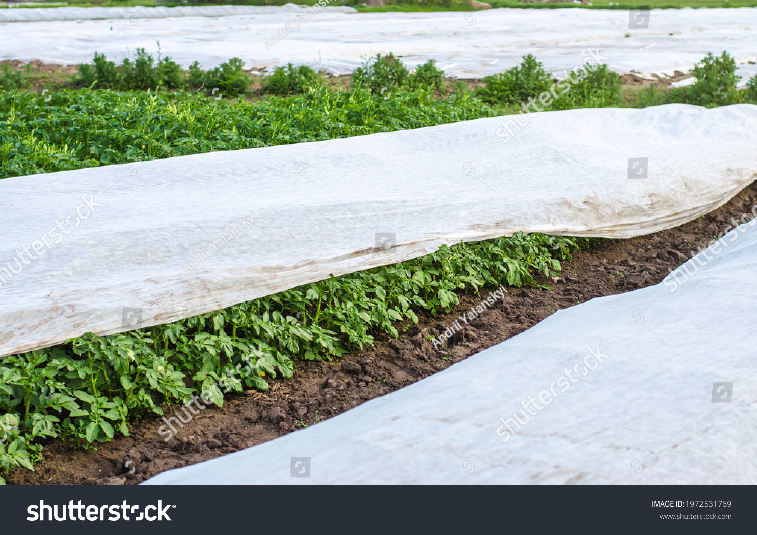 Potato plantation covered with agrofibre. Opening of young potato bushes as it warms. Greenhouse ...