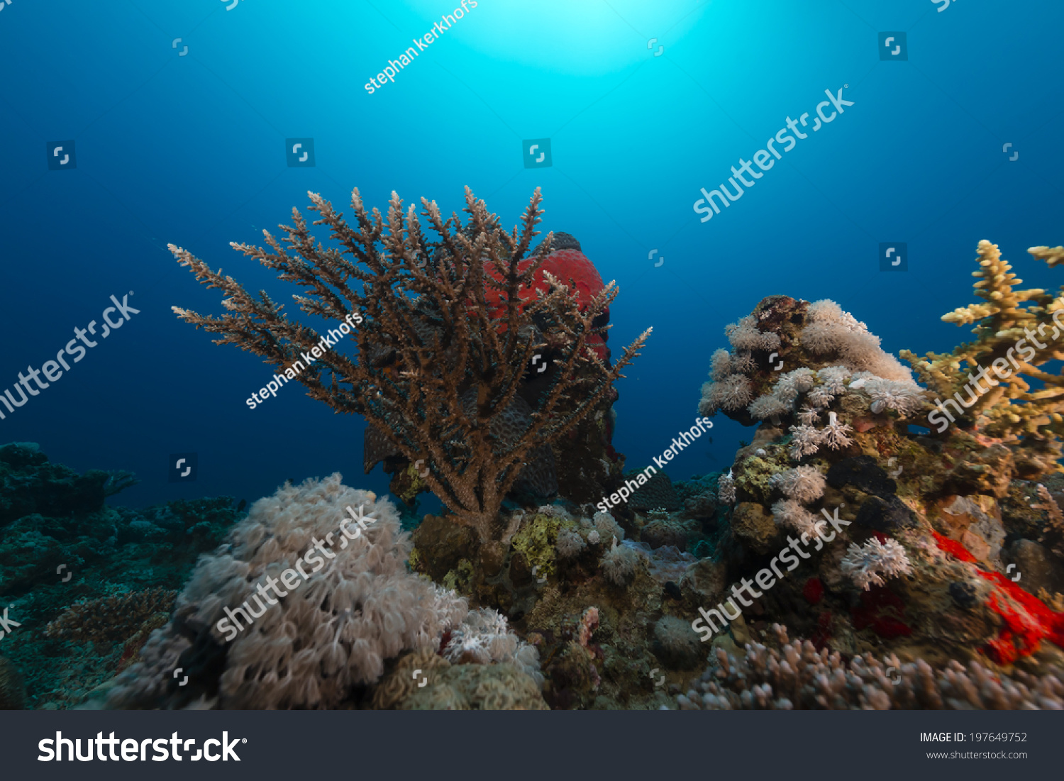 Underwater scenery in the Red Sea_站酷海洛_正版图片_视频_字体_音乐素材交易平台_站酷旗下品牌