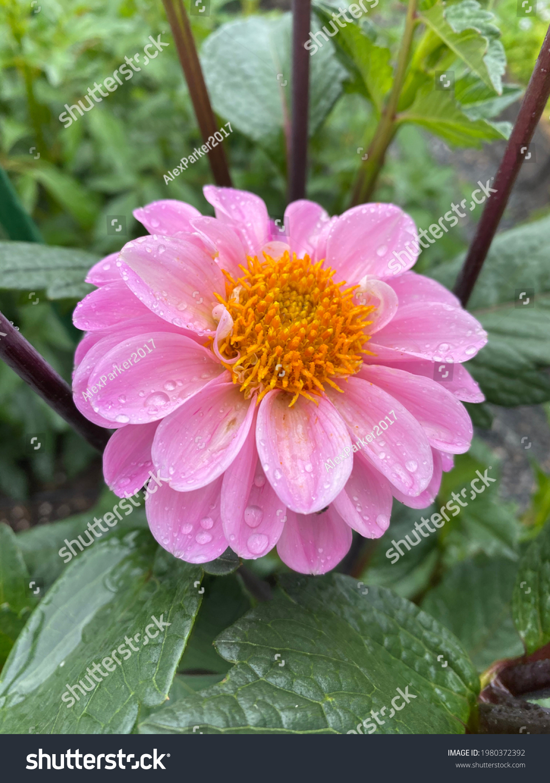 Pink Dahlia in Bloom pink flower in the rain_站酷海洛_正版图片_视频_字体_音乐素材交易平台_站 ...