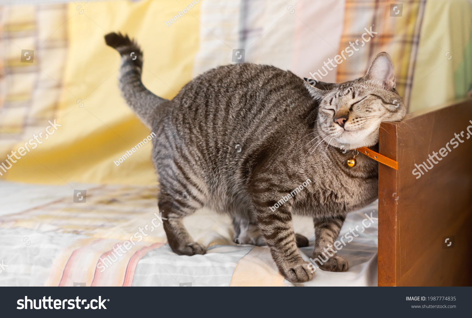 The behavior of the cat rubbing against objects to show territory._站酷海洛 ...