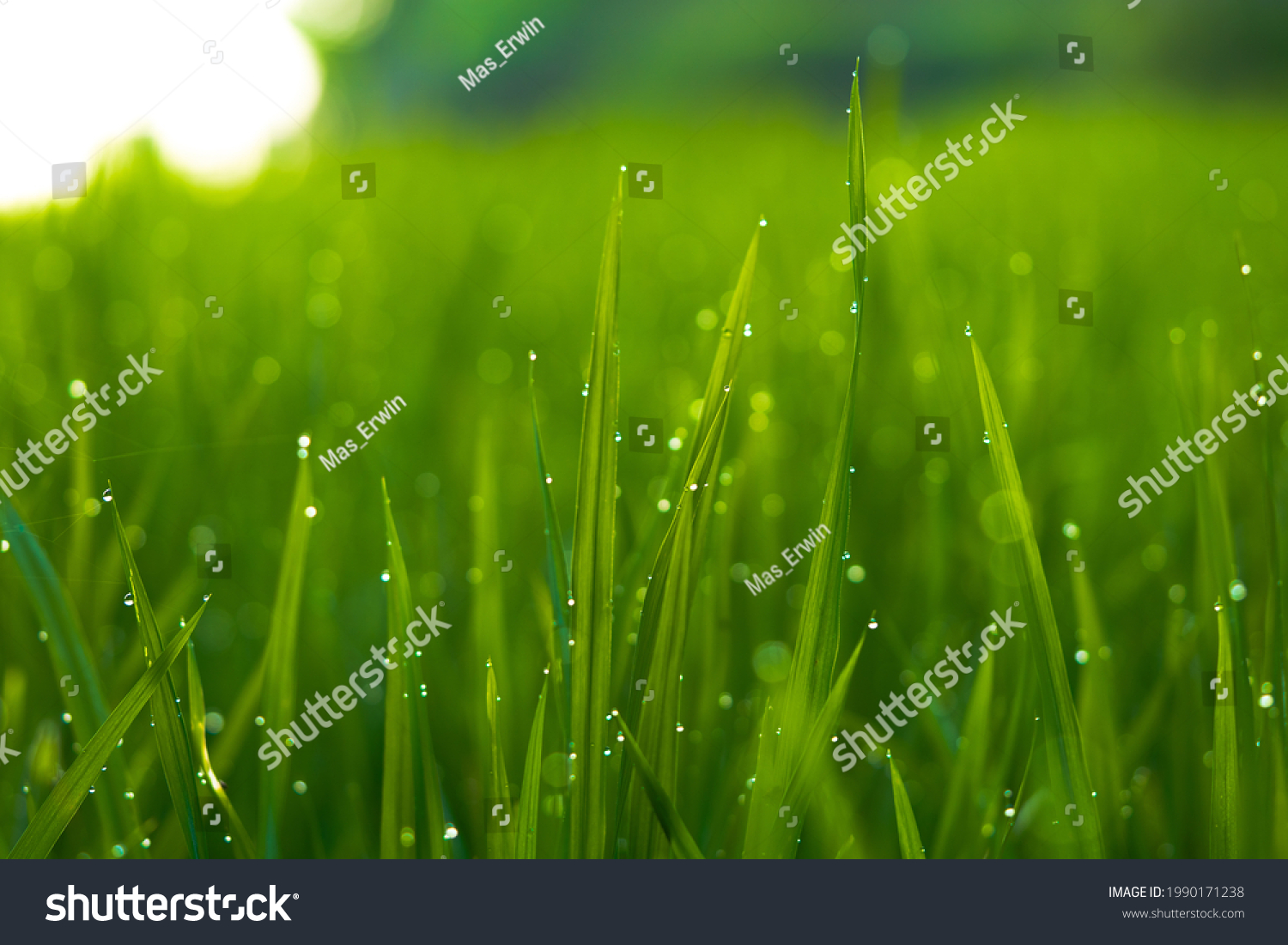 Morning beautiful Dew From field_站酷海洛_正版图片_视频_字体_音乐素材交易平台_站酷旗下品牌