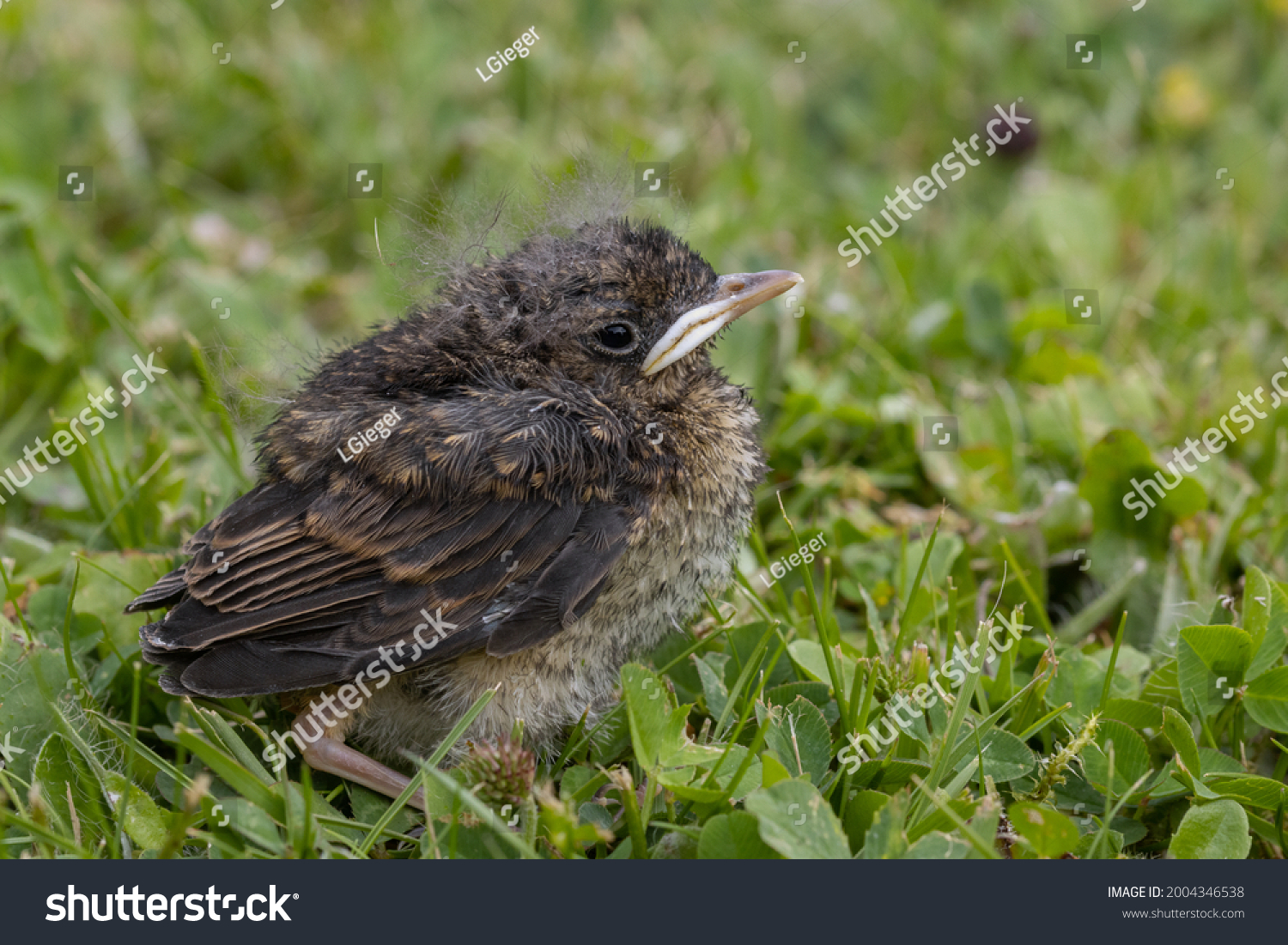 cute singl redsstart squab waiting for feeding._站酷海洛_正版图片_视频_字体_音乐素材交易 ...